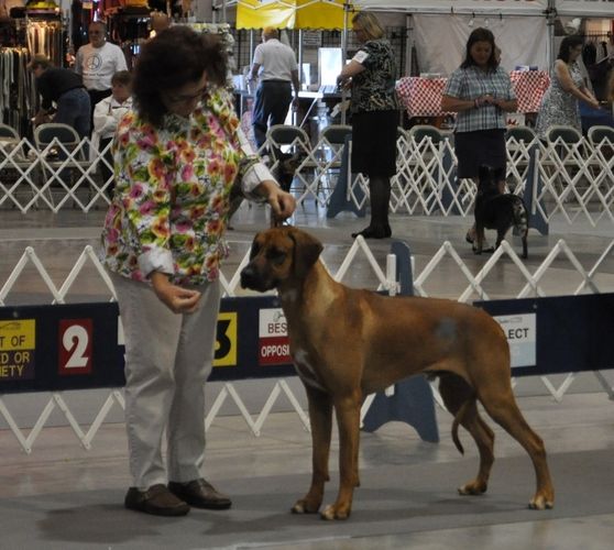 Kengali Rhodesian Ridgebacks - JETHRO