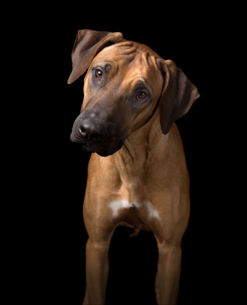 Kengali Rhodesian Ridgebacks - BONO!