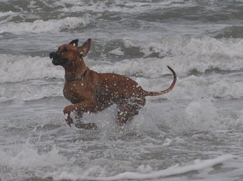 Kengali Rhodesian Ridgebacks - JETHRO