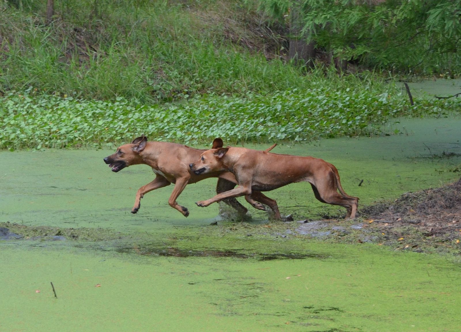 Kengali Rhodesian Ridgebacks - Mara Jade