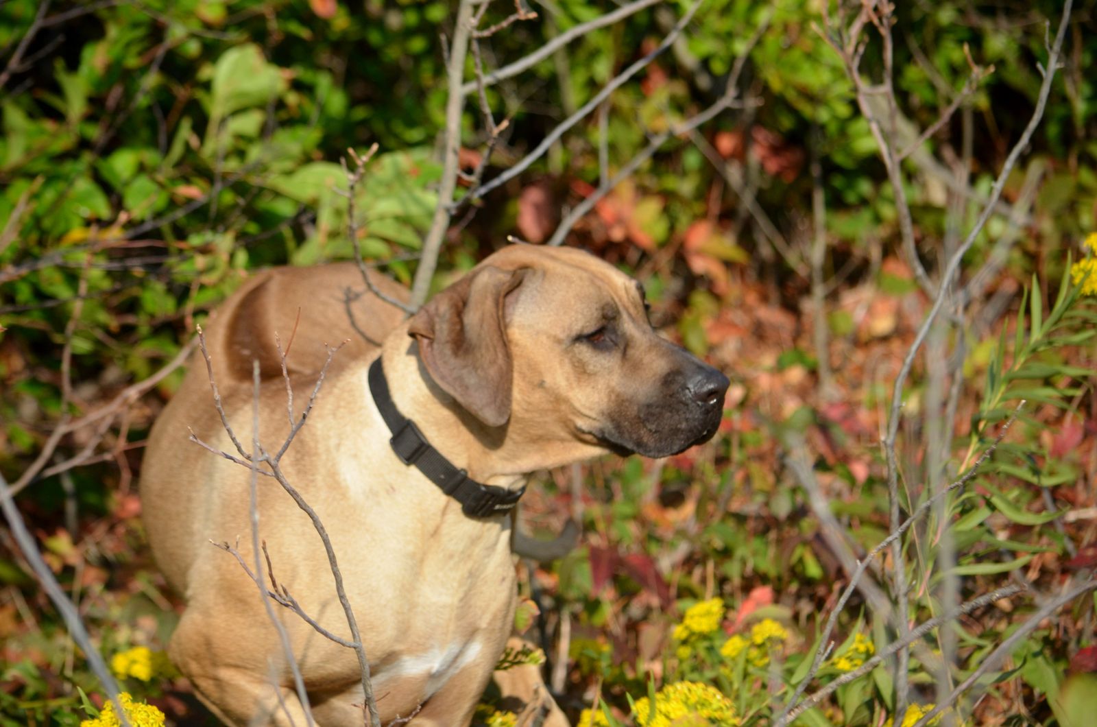 Kengali Rhodesian Ridgebacks - STELLA
