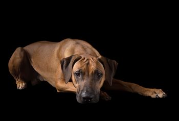 Kengali Rhodesian Ridgebacks - BONO!