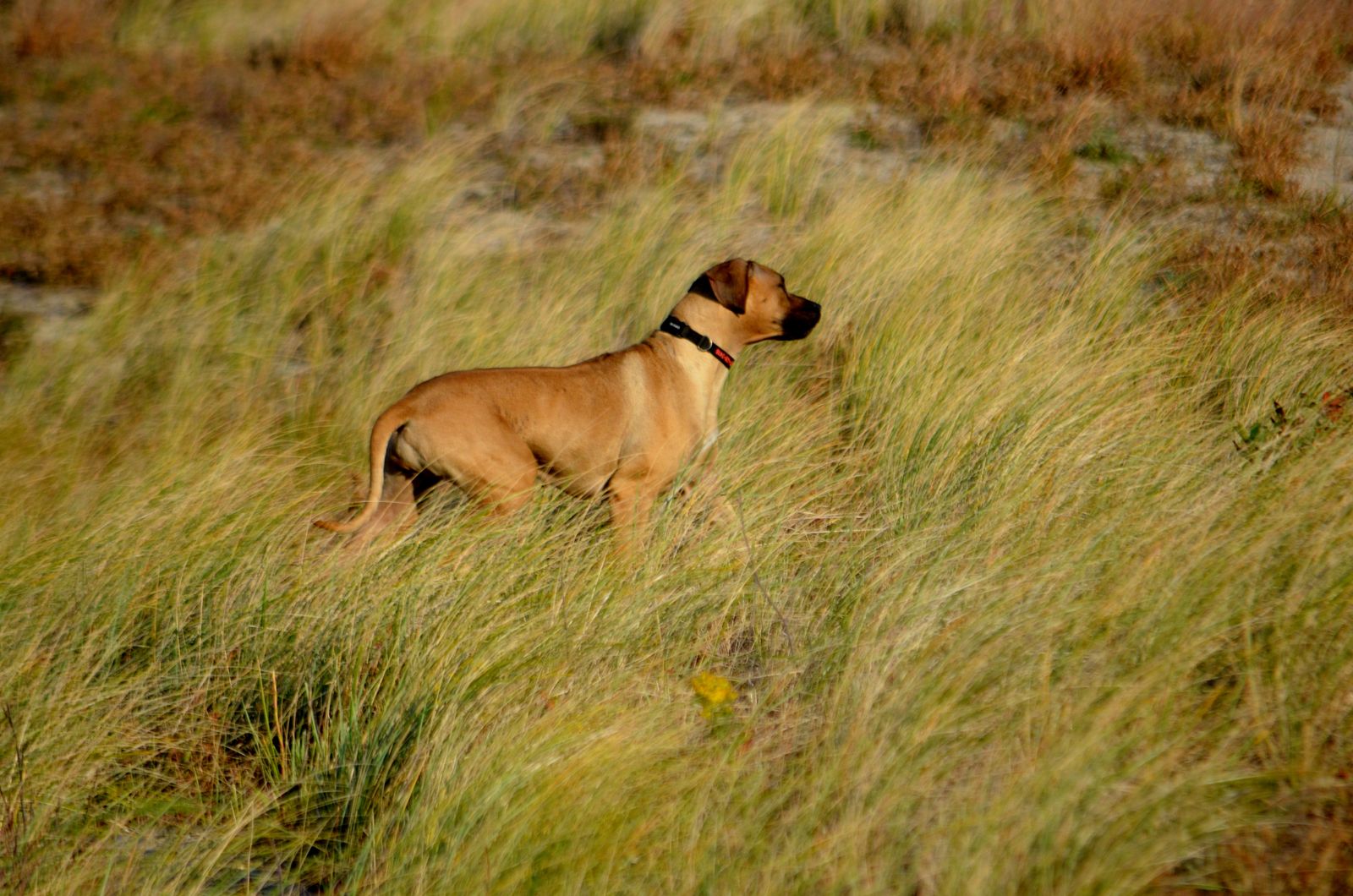 Kengali Rhodesian Ridgebacks - STELLA