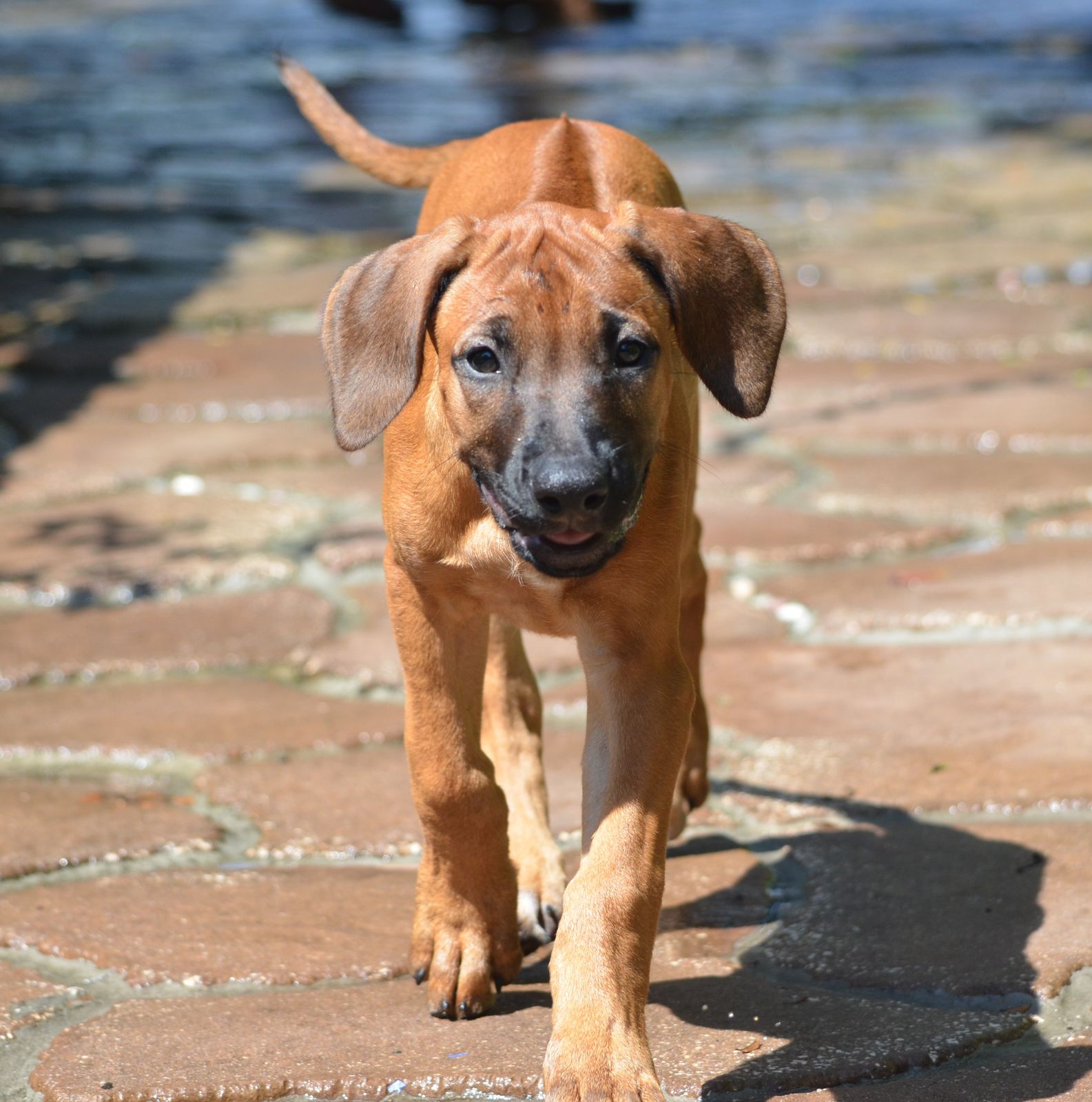 Kengali Rhodesian Ridgebacks - PUPPIES