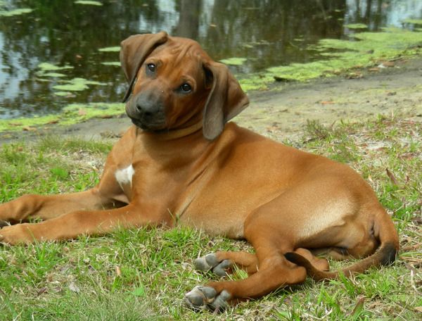 Kengali Rhodesian Ridgebacks - TORI