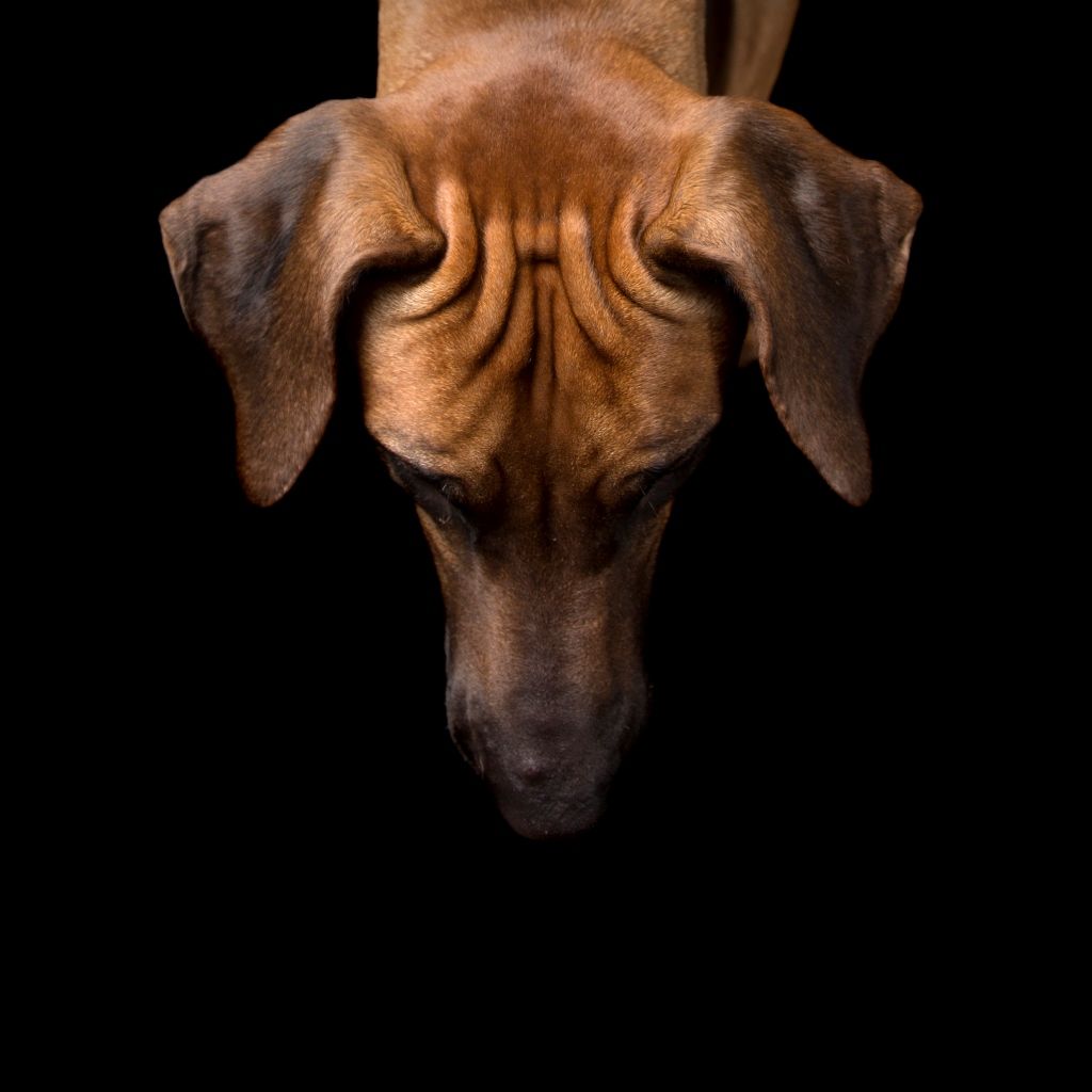 Kengali Rhodesian Ridgebacks - BONO!