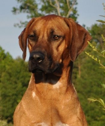 Kengali Rhodesian Ridgebacks - JETHRO