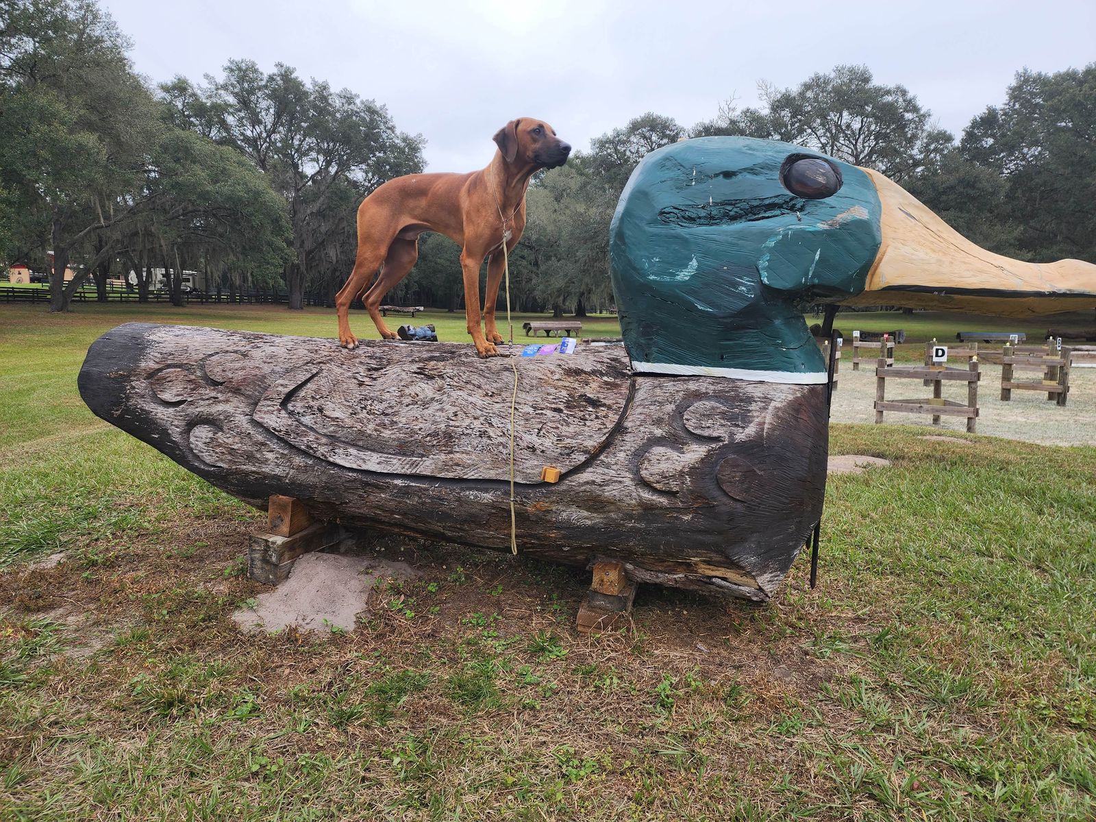 Kengali Rhodesian Ridgebacks - Tyrion