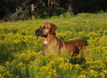 Kengali Rhodesian Ridgebacks - JETHRO