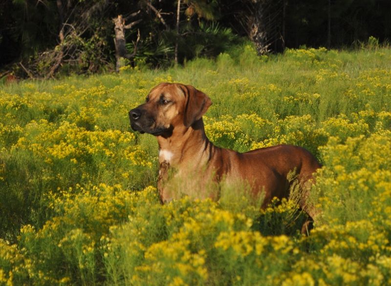 Kengali Rhodesian Ridgebacks - JETHRO