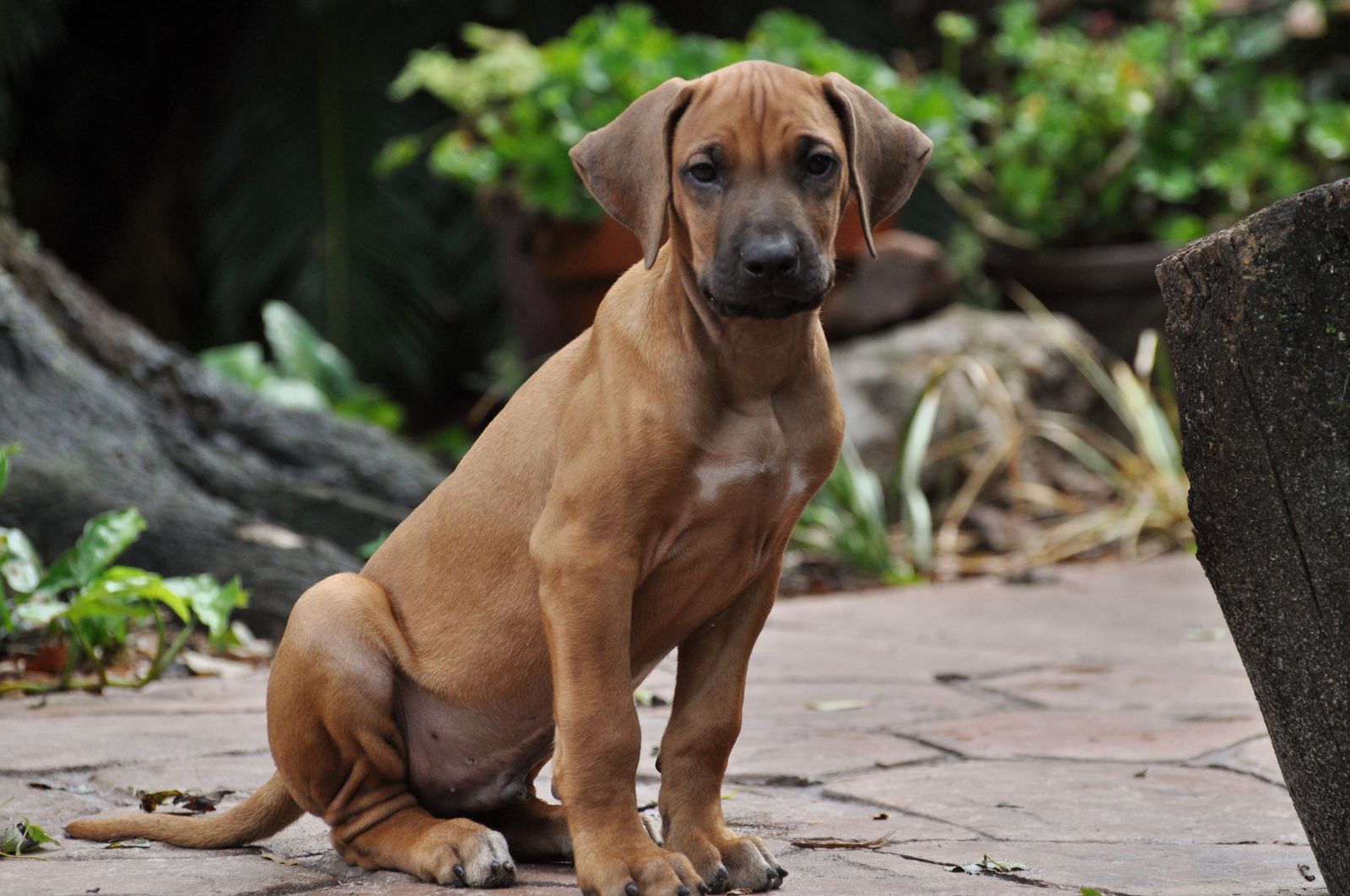 Kengali Rhodesian Ridgebacks - BONO!