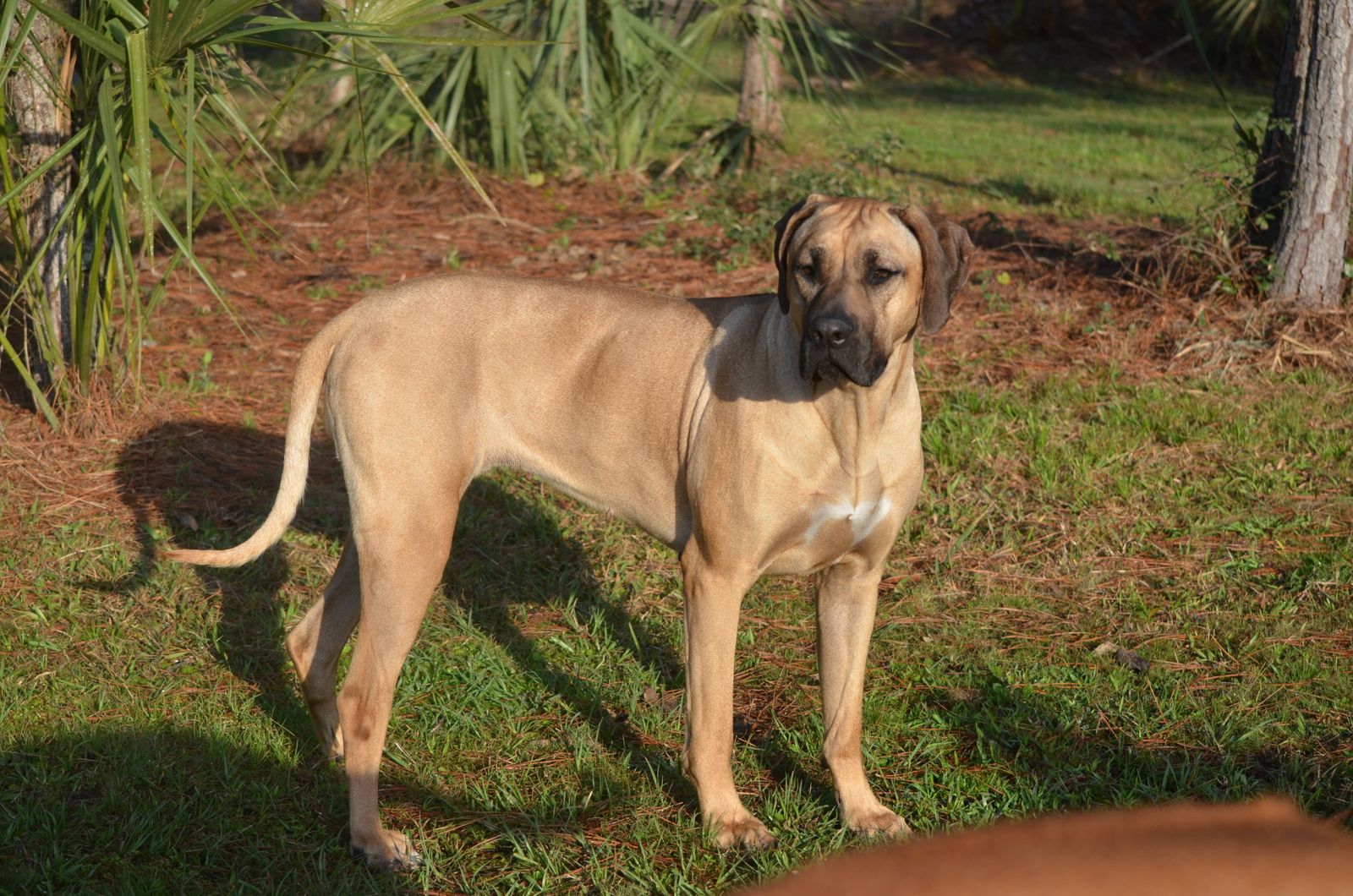Kengali Rhodesian Ridgebacks - STELLA
