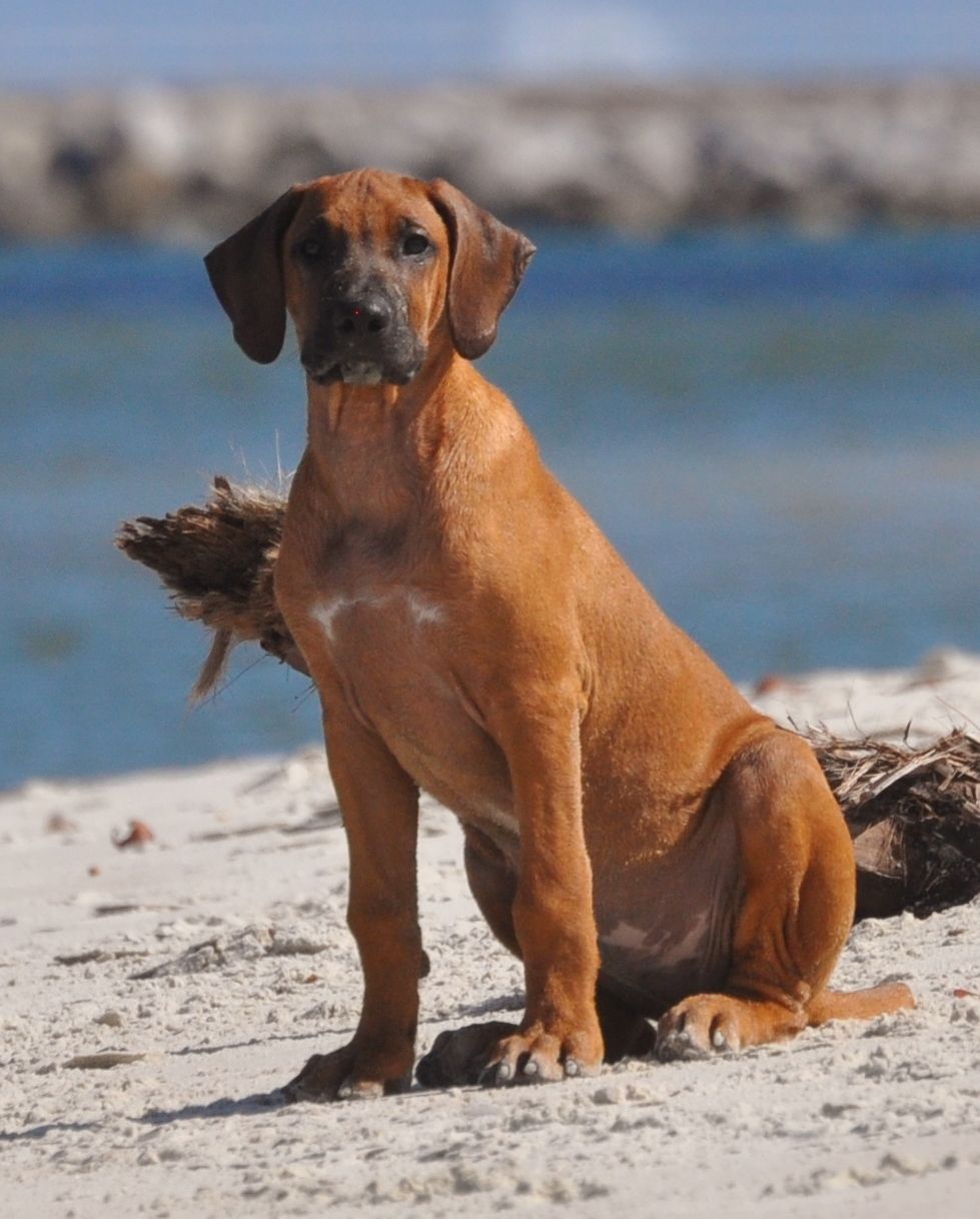 Kengali Rhodesian Ridgebacks - BONO!