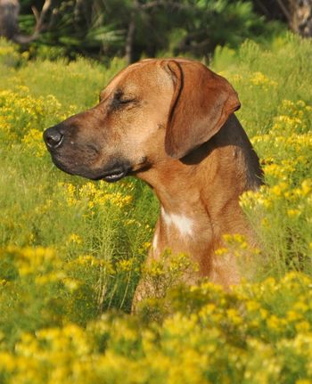 Kengali Rhodesian Ridgebacks - JETHRO