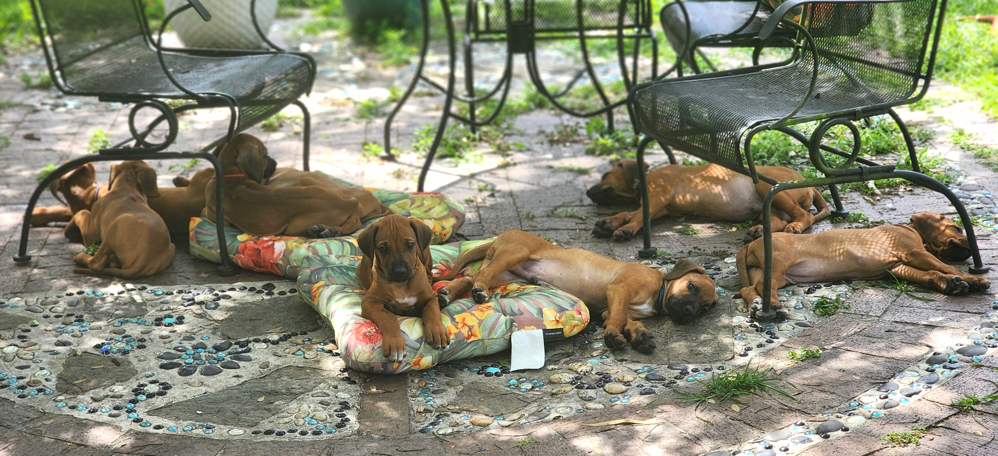 Kengali Rhodesian Ridgebacks - PUPPIES