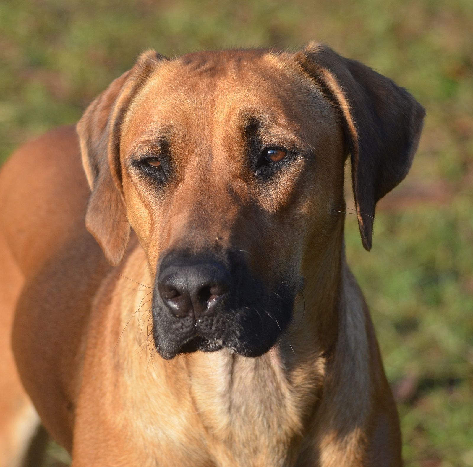 Kengali Rhodesian Ridgebacks - GILLY GIRL!