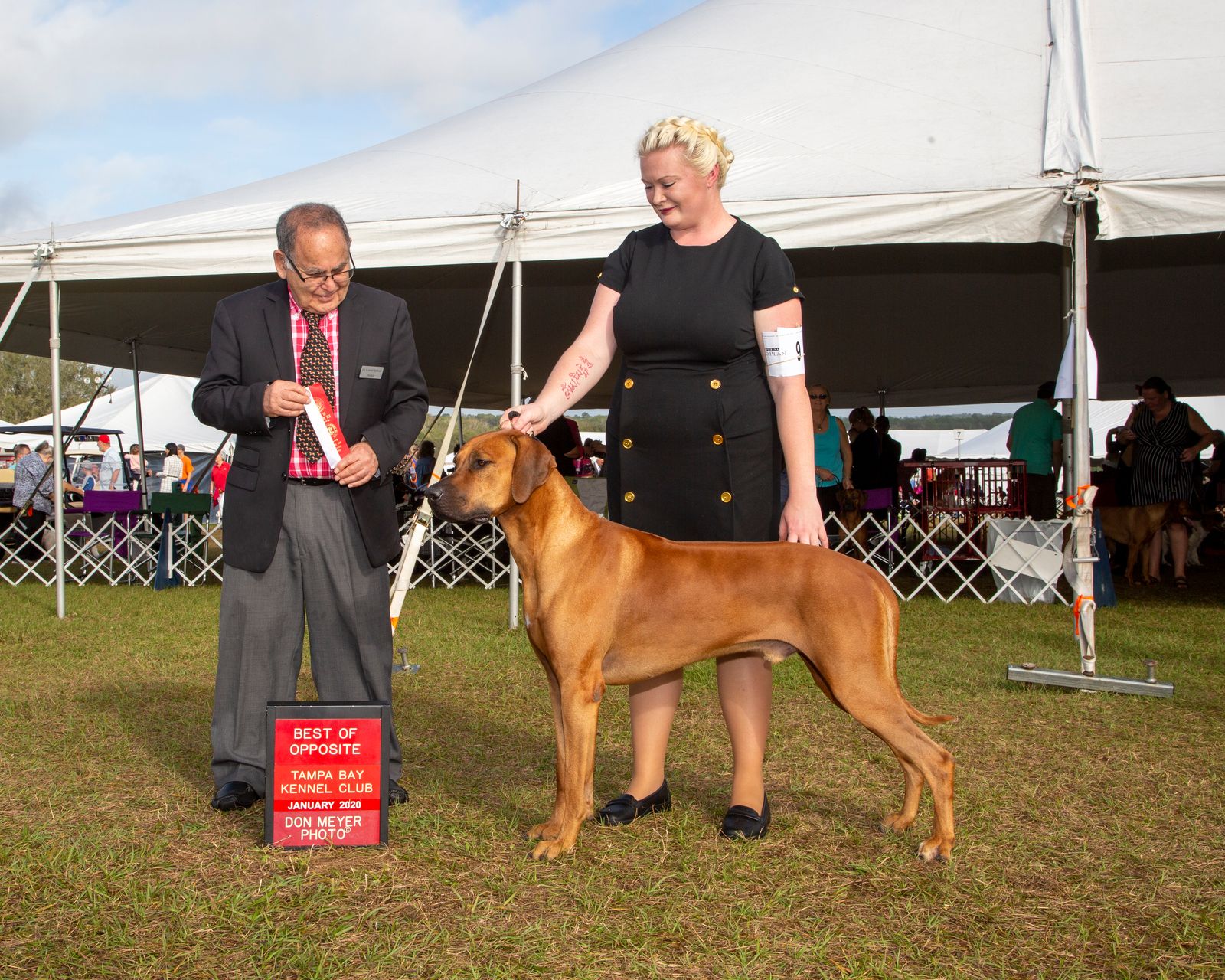 Kengali Rhodesian Ridgebacks - Huey