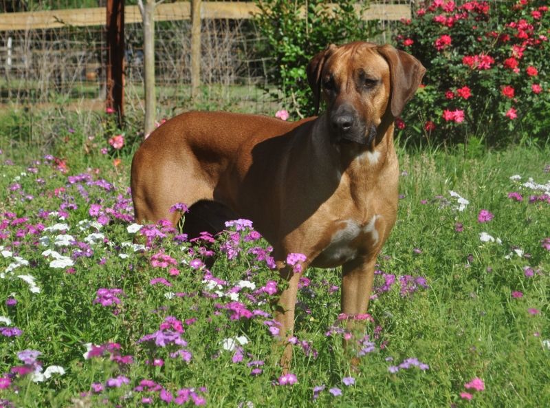 Kengali Rhodesian Ridgebacks - JETHRO