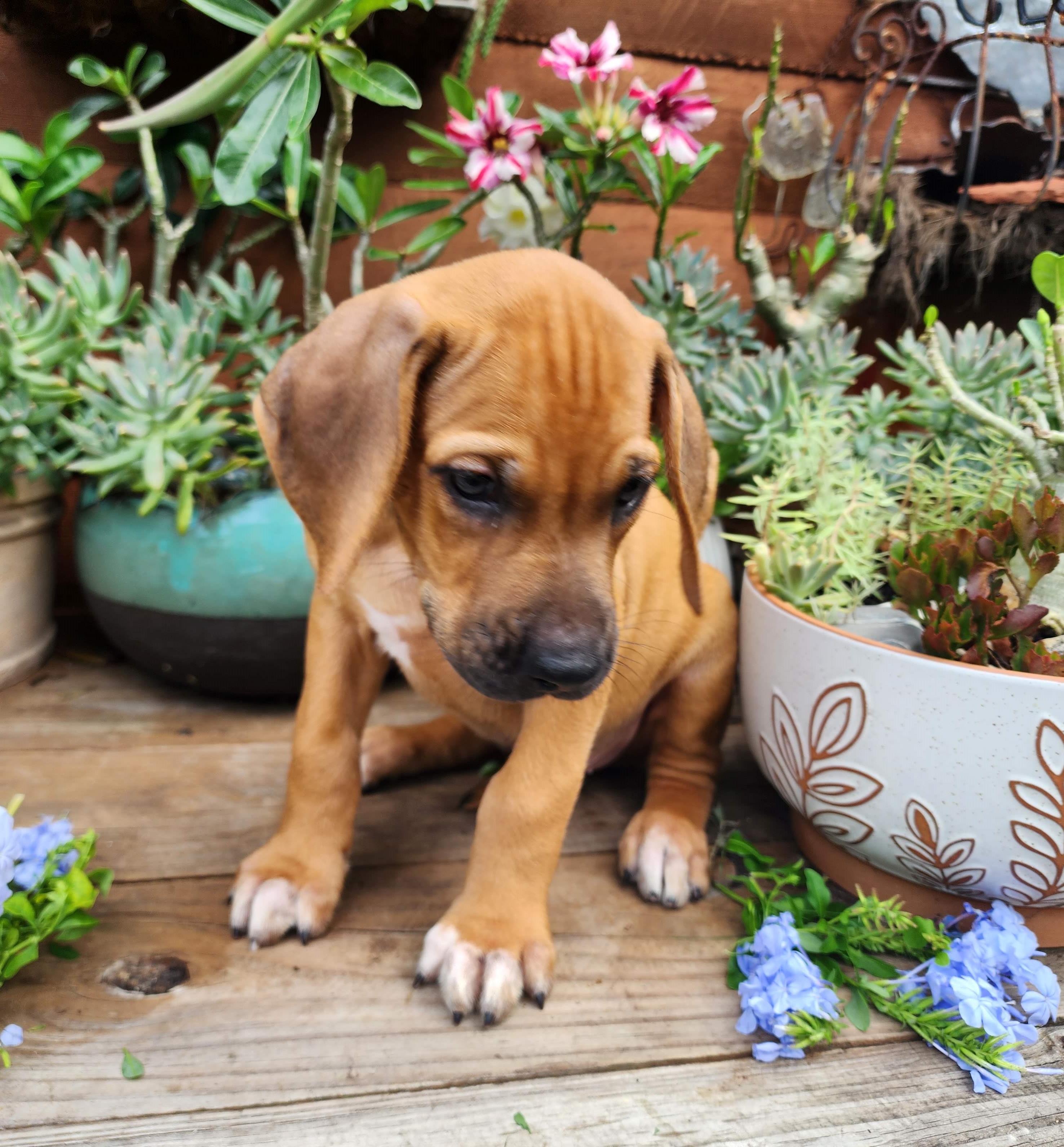 Kengali Rhodesian Ridgebacks - PUPPIES