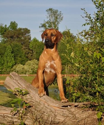 Kengali Rhodesian Ridgebacks - JETHRO