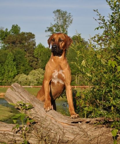 Kengali Rhodesian Ridgebacks - JETHRO