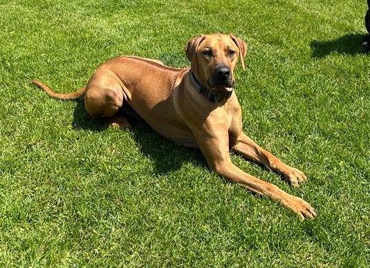 Kengali Rhodesian Ridgebacks - PUPPIES