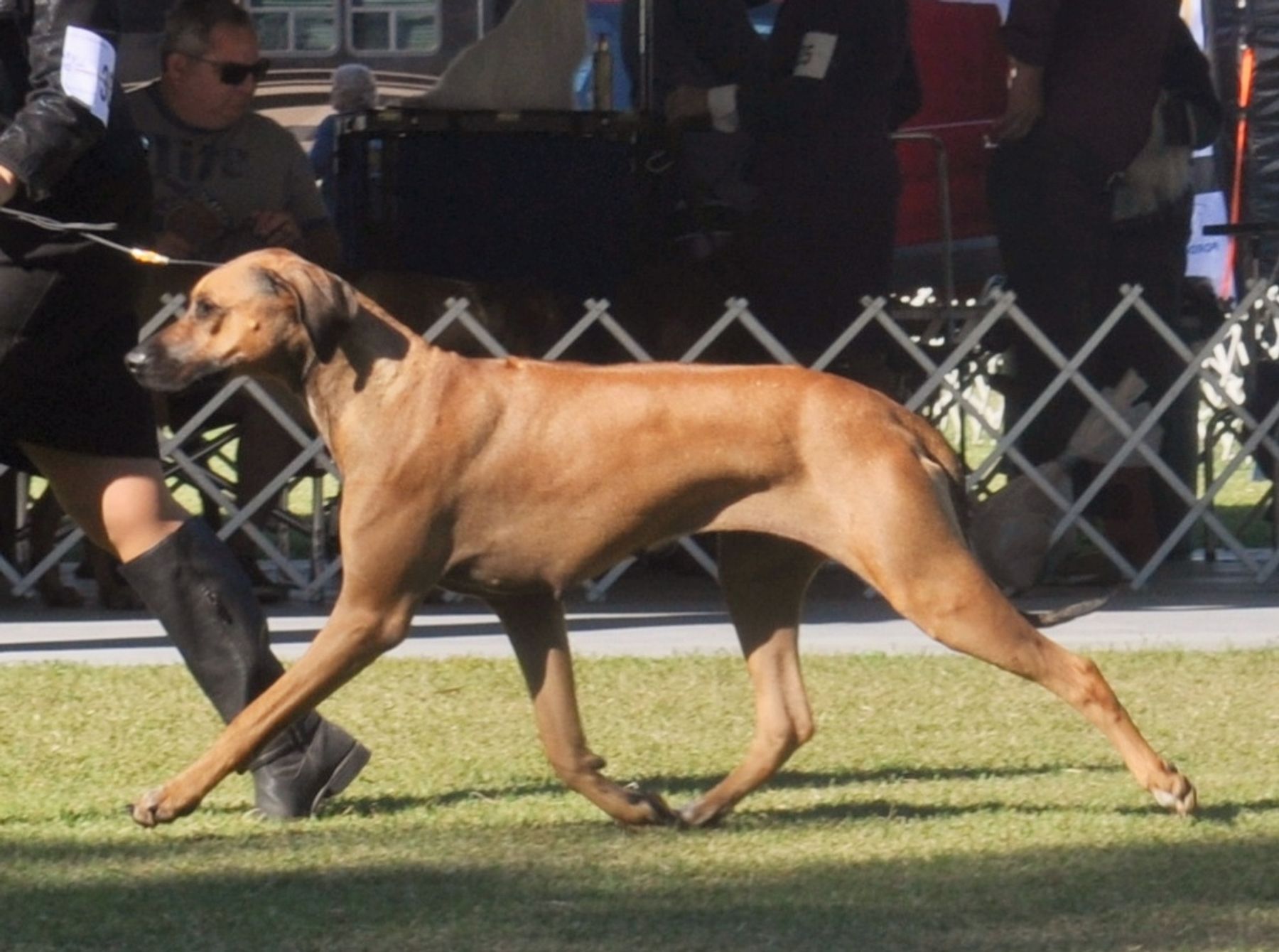 Kengali Rhodesian Ridgebacks - News & Events