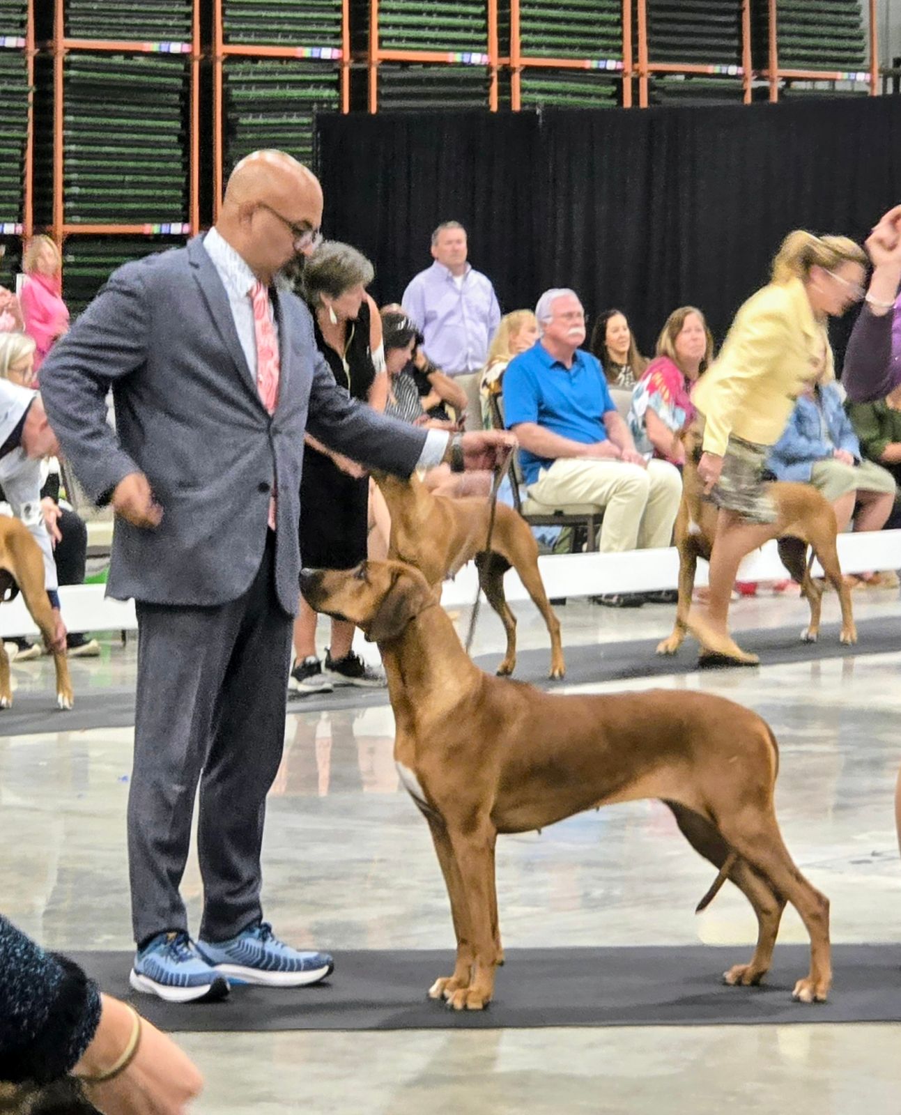 Kengali Rhodesian Ridgebacks