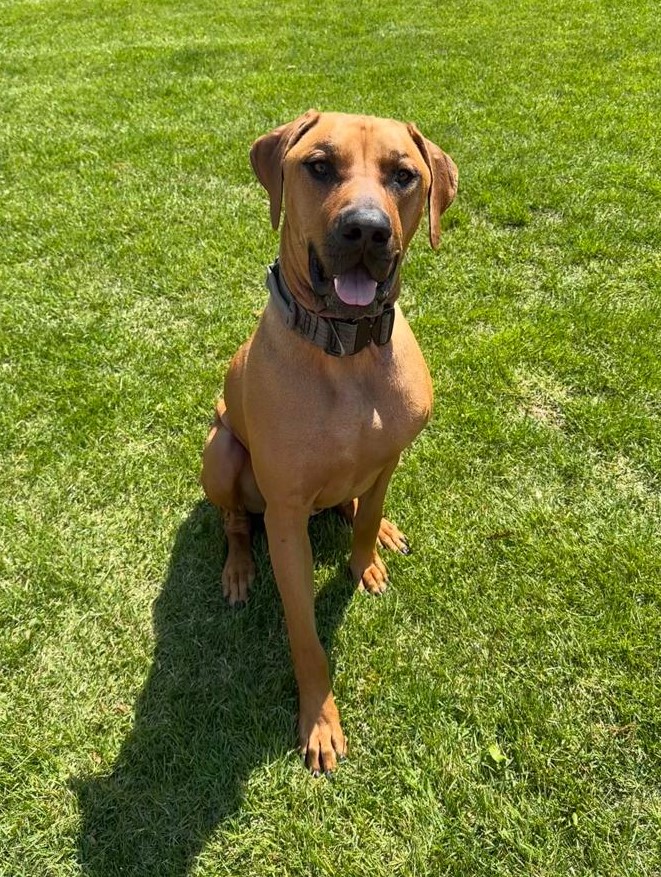 Kengali Rhodesian Ridgebacks - PUPPIES