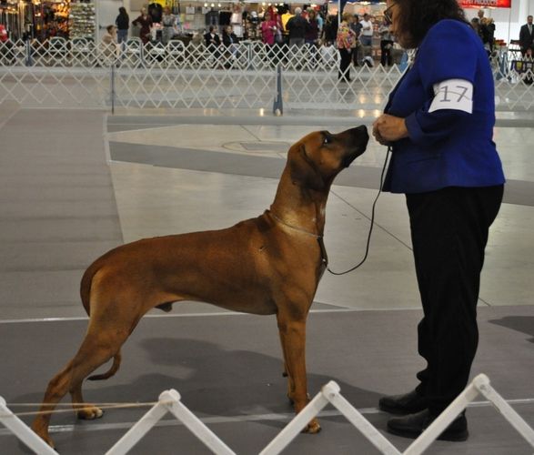 Kengali Rhodesian Ridgebacks - JETHRO
