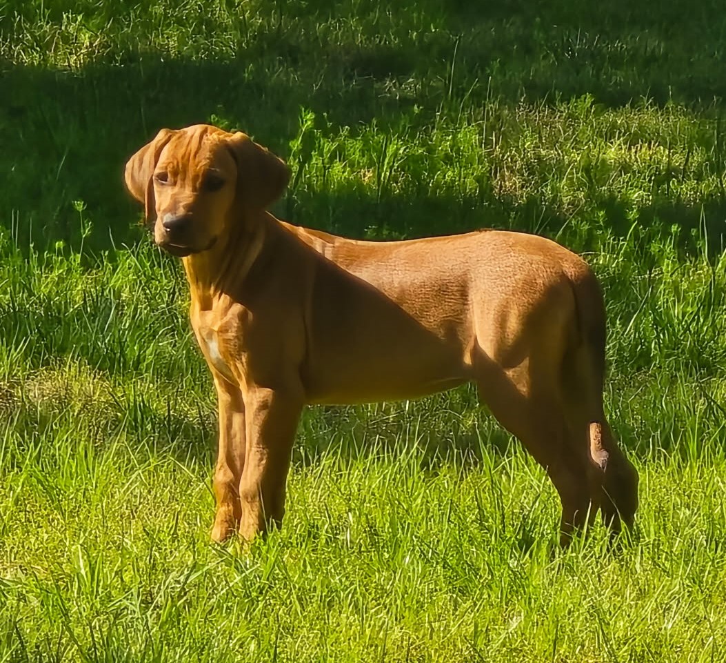 Kengali Rhodesian Ridgebacks - PUPPIES