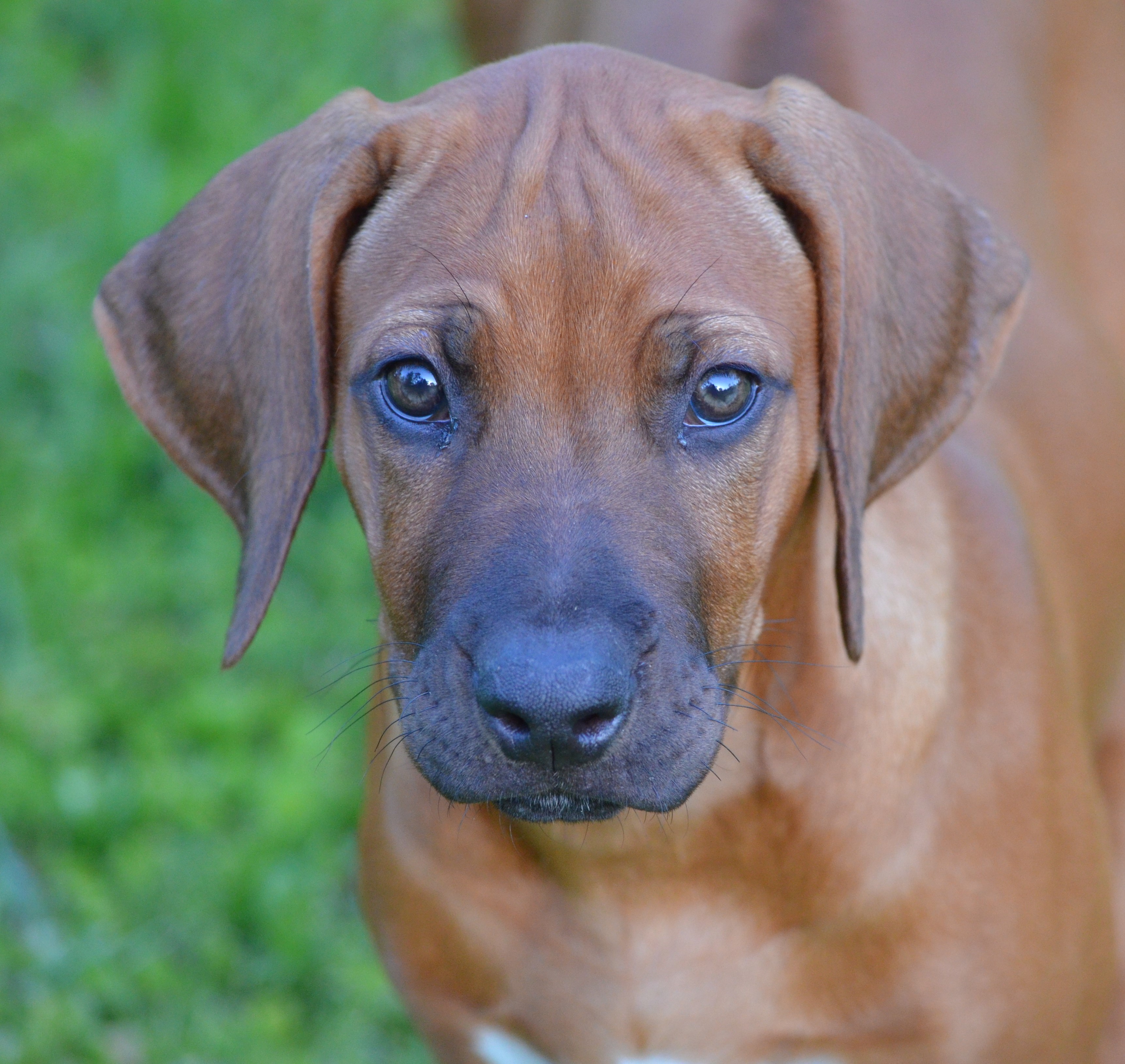 Kengali Rhodesian Ridgebacks - PUPPIES