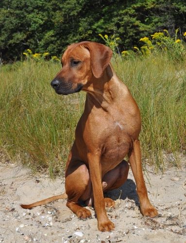 Kengali Rhodesian Ridgebacks - CHARM