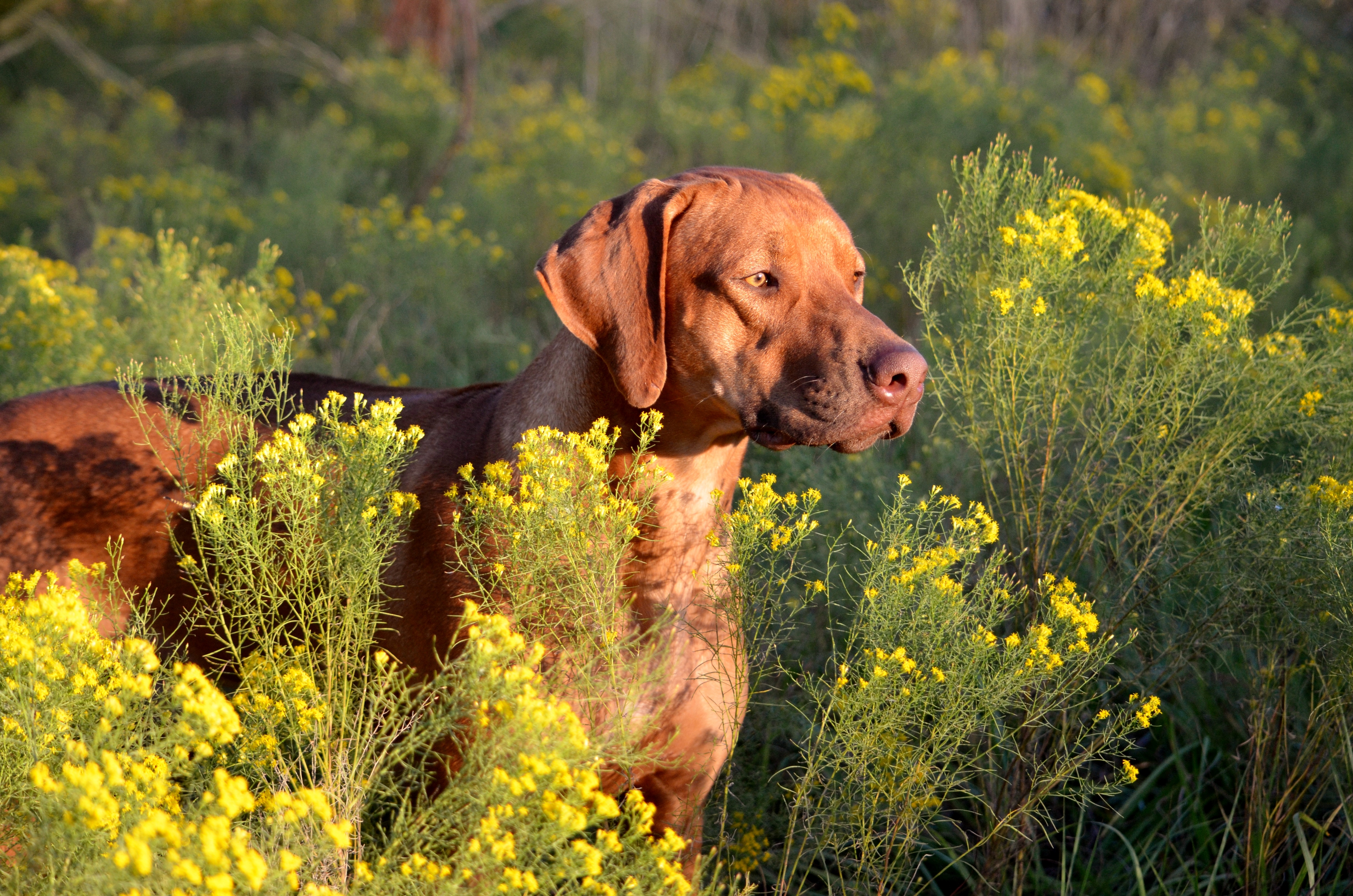 Kengali Rhodesian Ridgebacks