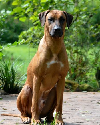 Kengali Rhodesian Ridgebacks - BONO!