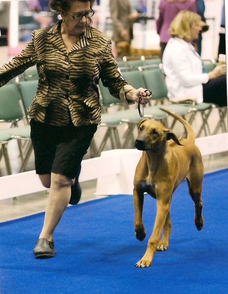 Kengali Rhodesian Ridgebacks - BONO!