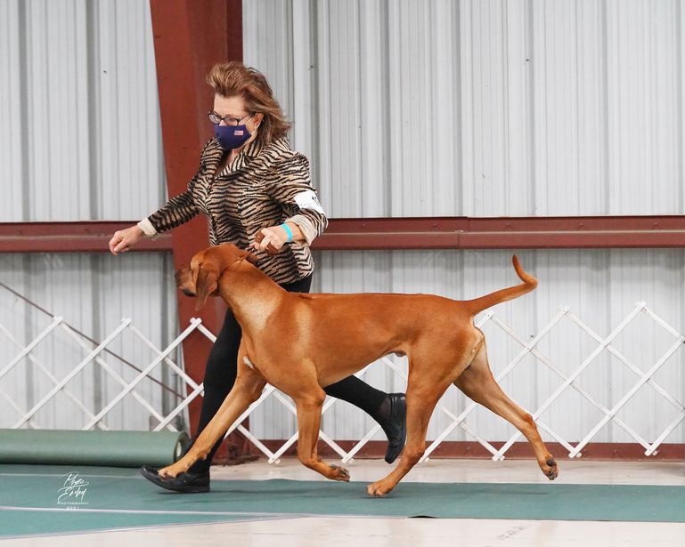 Kengali Rhodesian Ridgebacks - CHAMPIONS