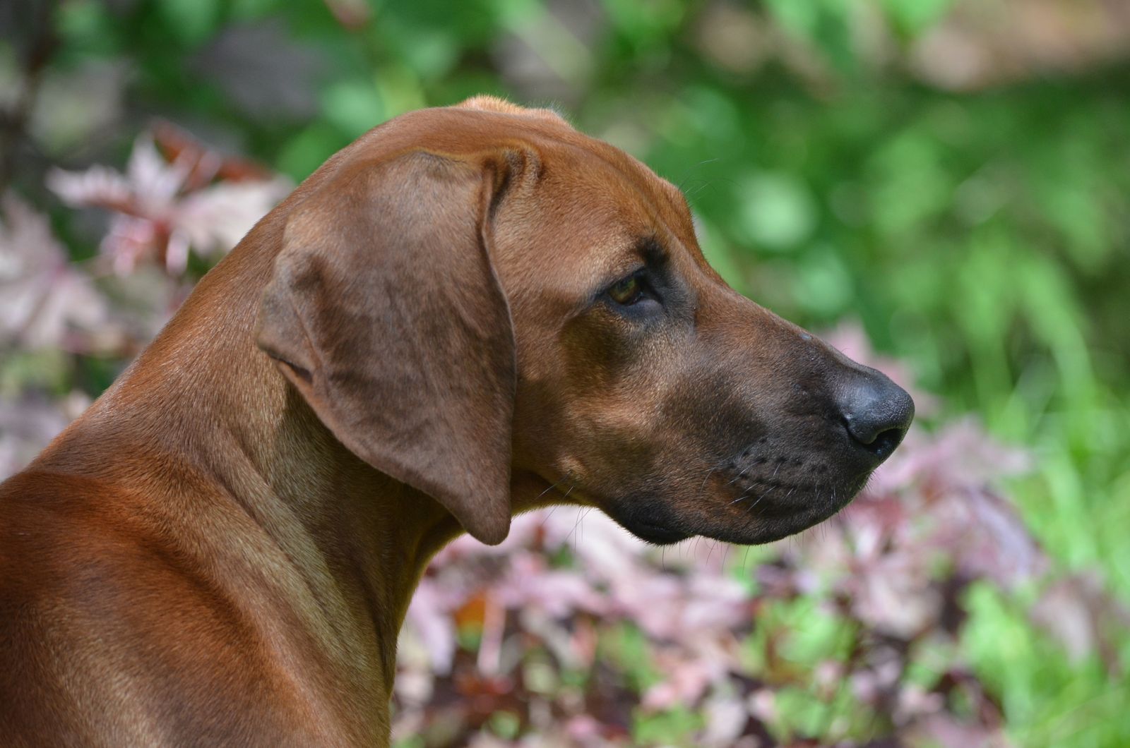 Kengali Rhodesian Ridgebacks - Mara Jade