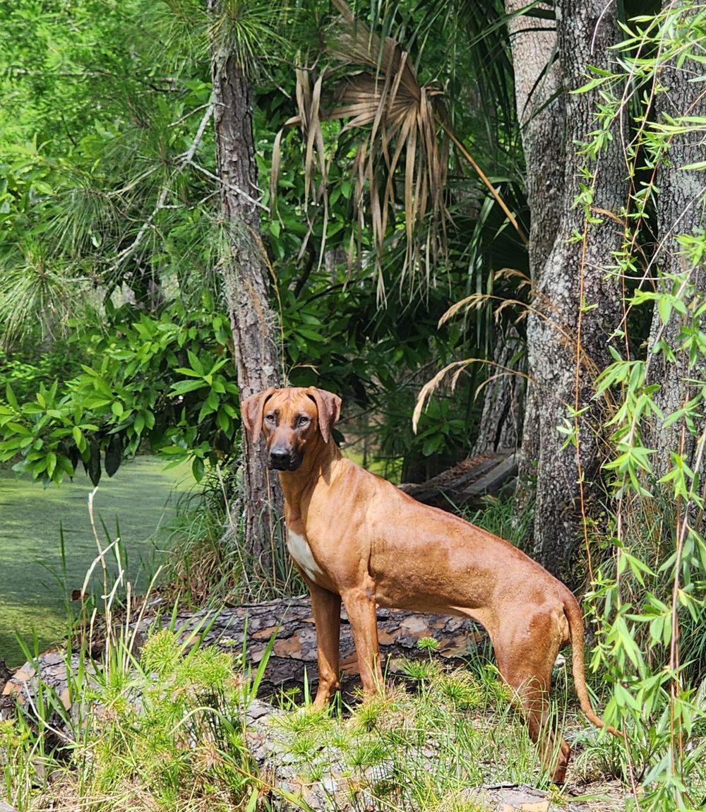 Kengali Rhodesian Ridgebacks
