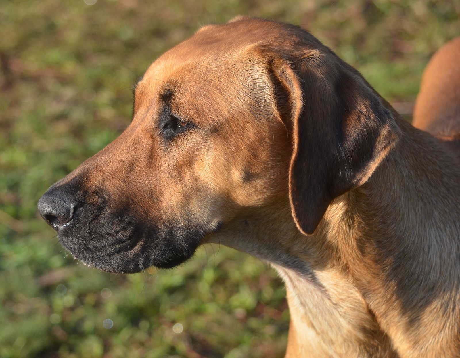 Kengali Rhodesian Ridgebacks - GILLY GIRL!