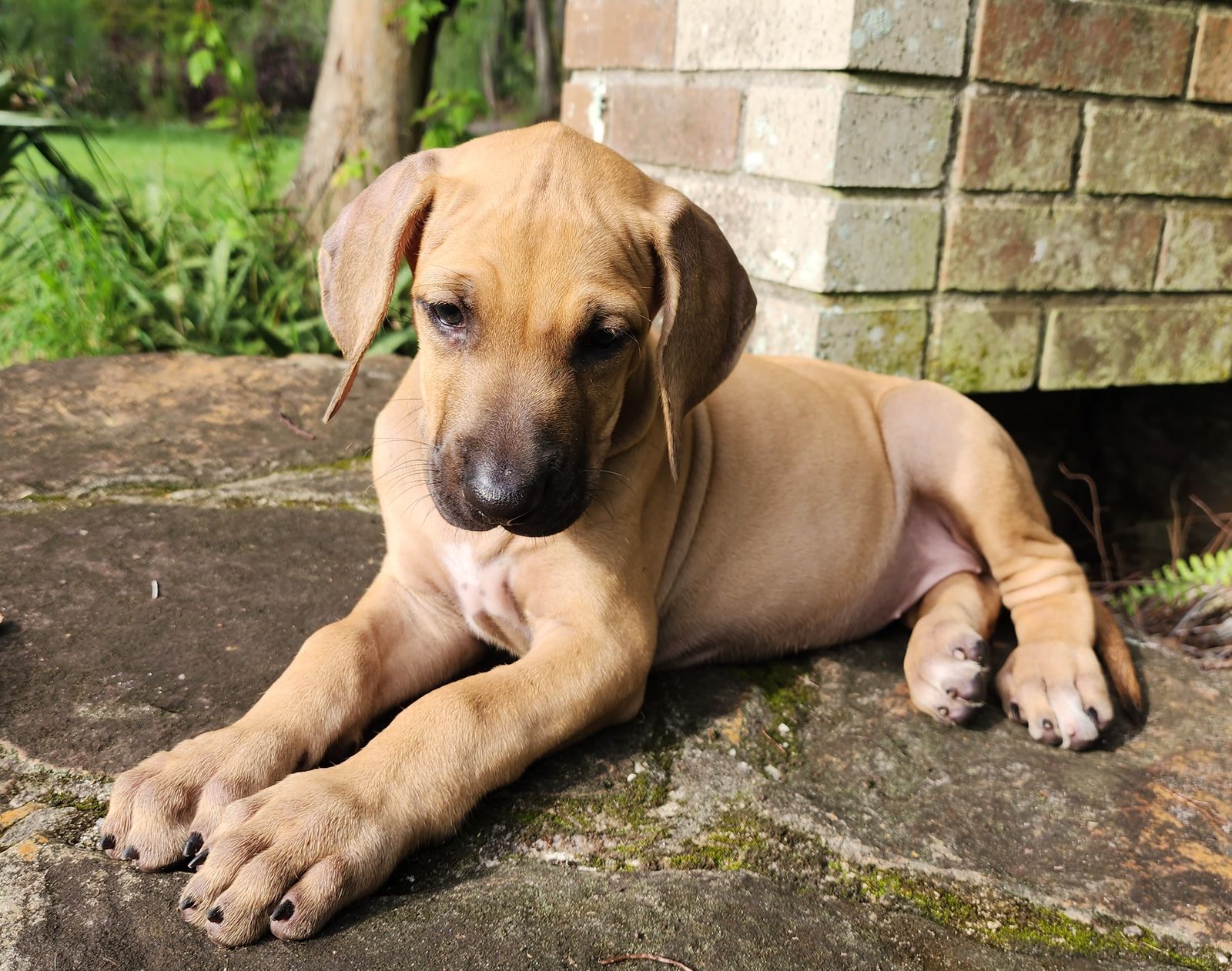 Kengali Rhodesian Ridgebacks - PUPPIES