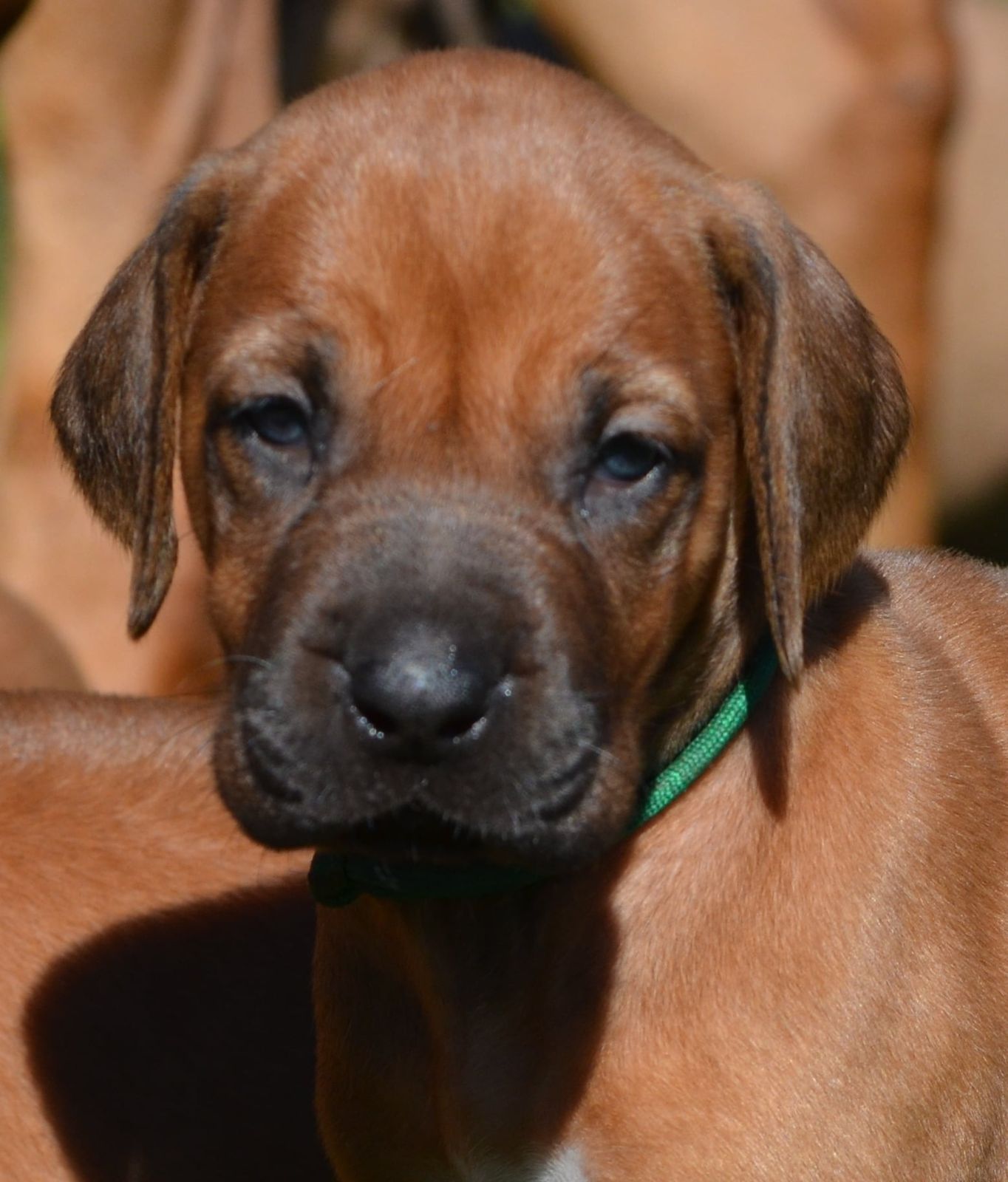 Kengali Rhodesian Ridgebacks - Mara Jade