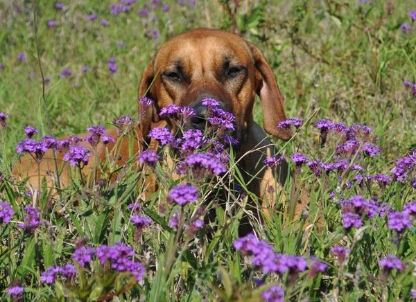 Kengali Rhodesian Ridgebacks - JETHRO