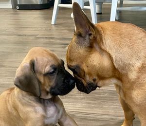 Kengali Rhodesian Ridgebacks