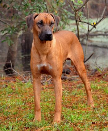 Kengali Rhodesian Ridgebacks - BONO!