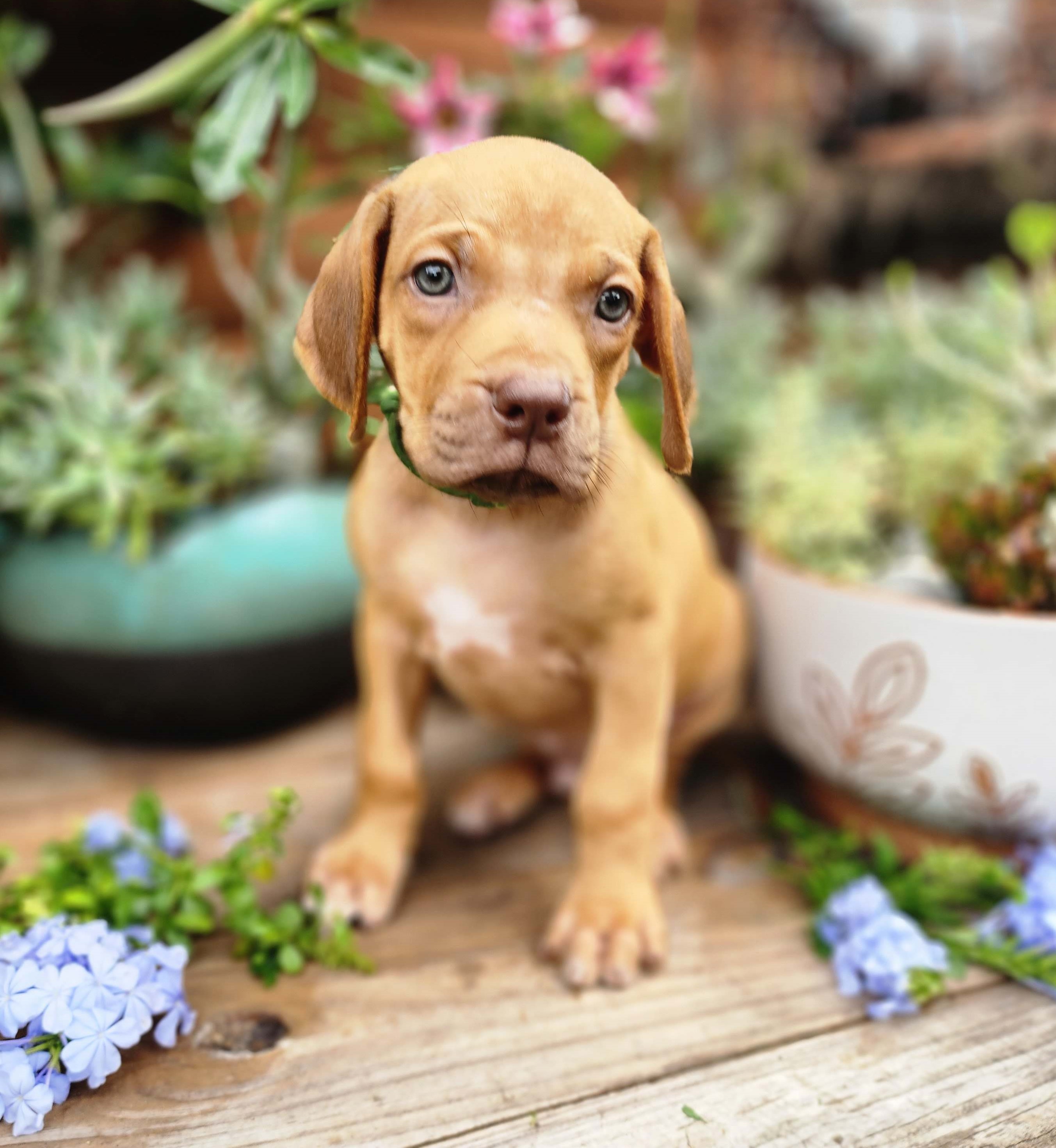Kengali Rhodesian Ridgebacks - PUPPIES