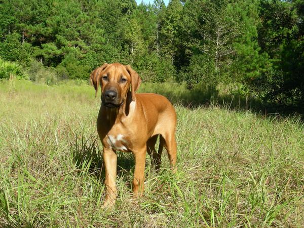 Kengali Rhodesian Ridgebacks - JETHRO
