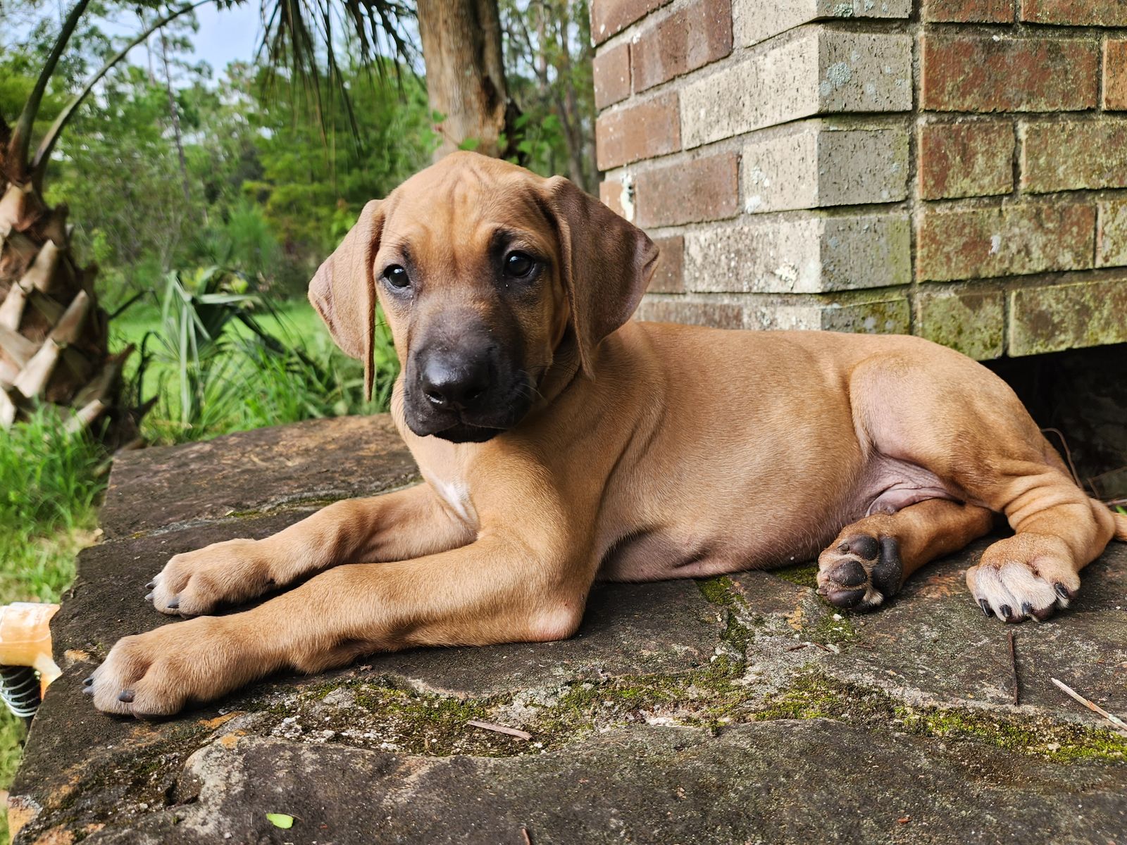 Kengali Rhodesian Ridgebacks - PUPPIES