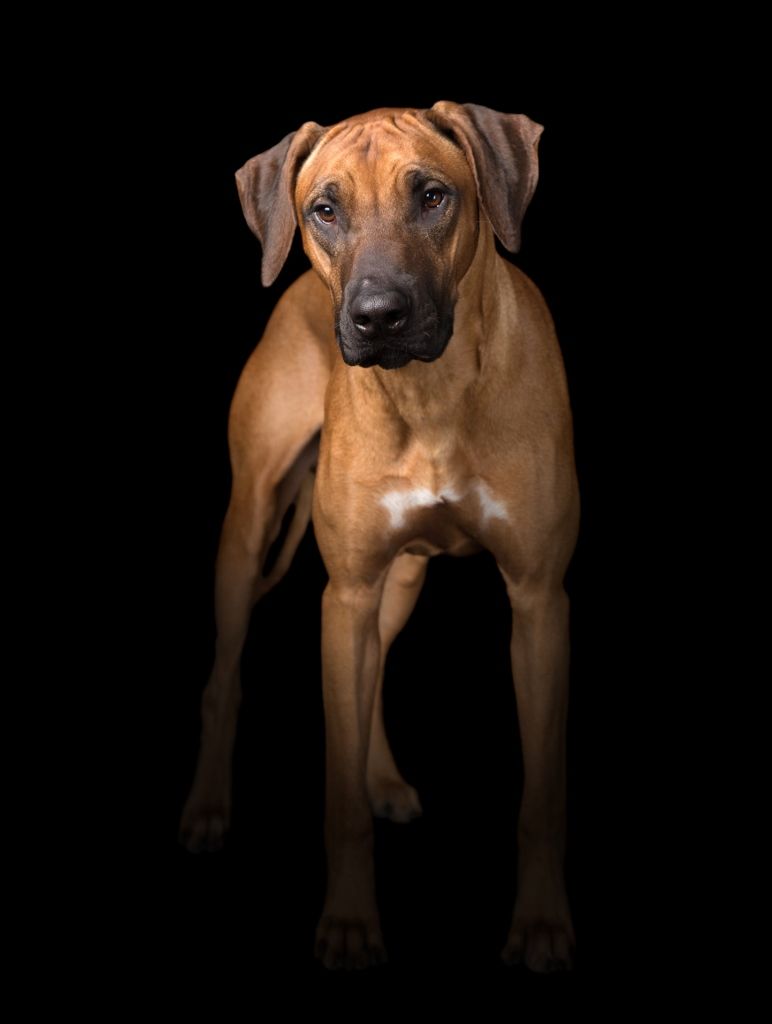 Kengali Rhodesian Ridgebacks - BONO!