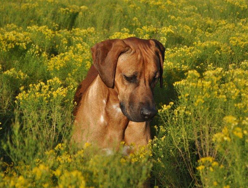 Kengali Rhodesian Ridgebacks - JETHRO